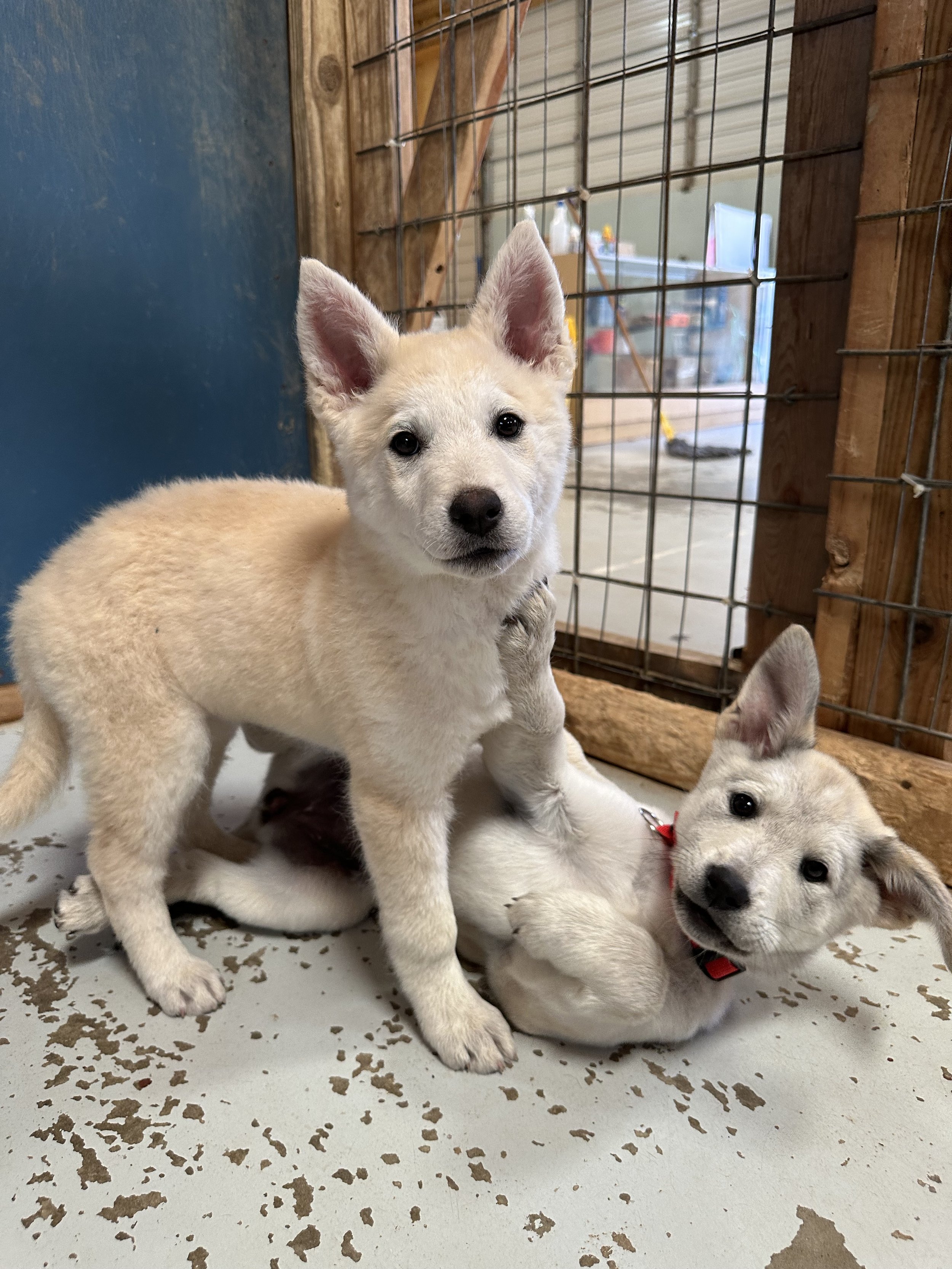 Foster — Second Chance Dog Rescue Mansfield