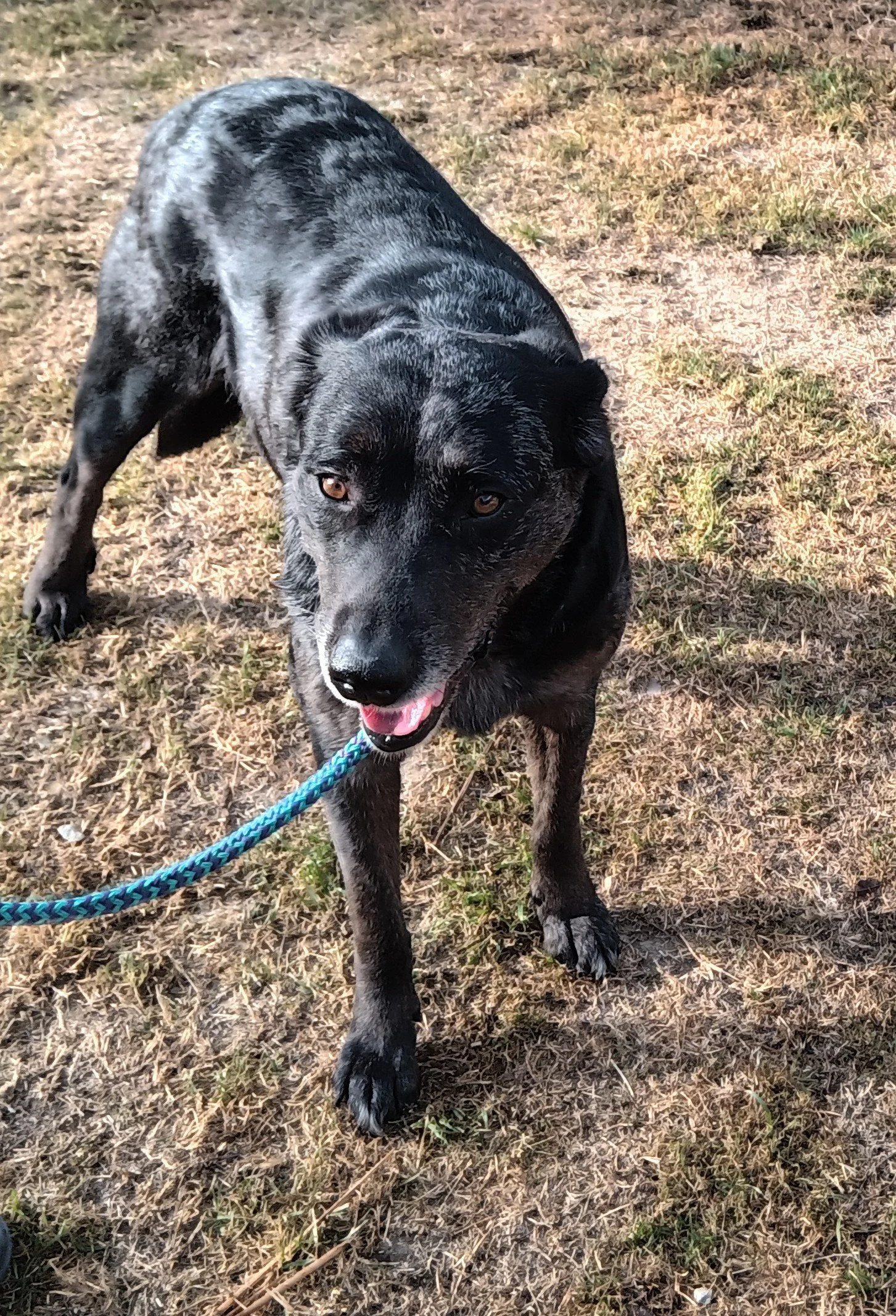 Second Chance Dog Rescue Mansfield