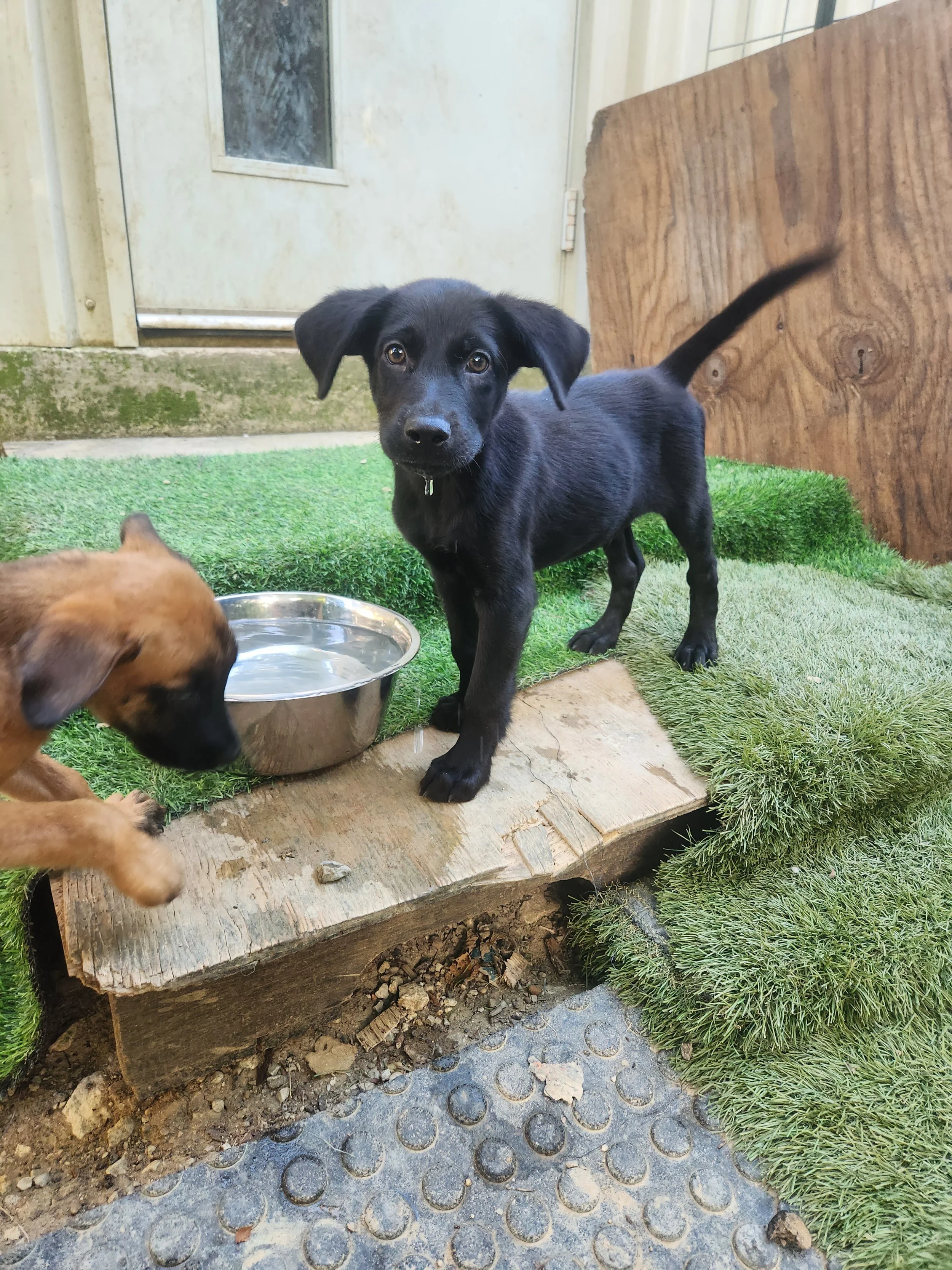 German Shepherd Whippet Lab Mix