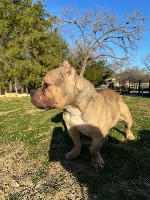 Second Chance Dog Rescue Mansfield