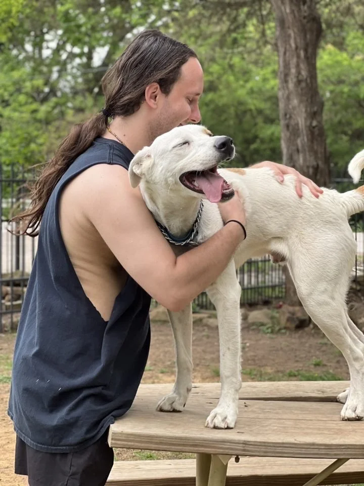 Adopt — Second Chance Dog Rescue Mansfield