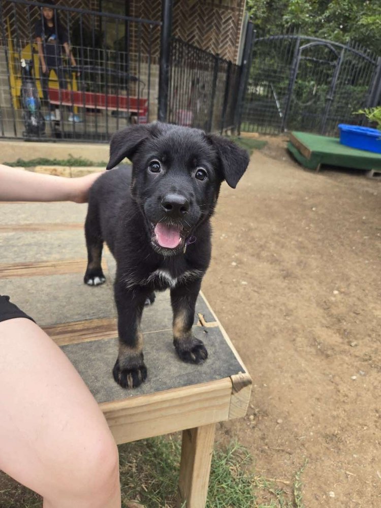 Second Chance Dog Rescue Mansfield