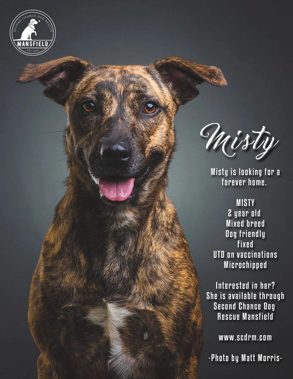 Second Chance Dog Rescue Mansfield