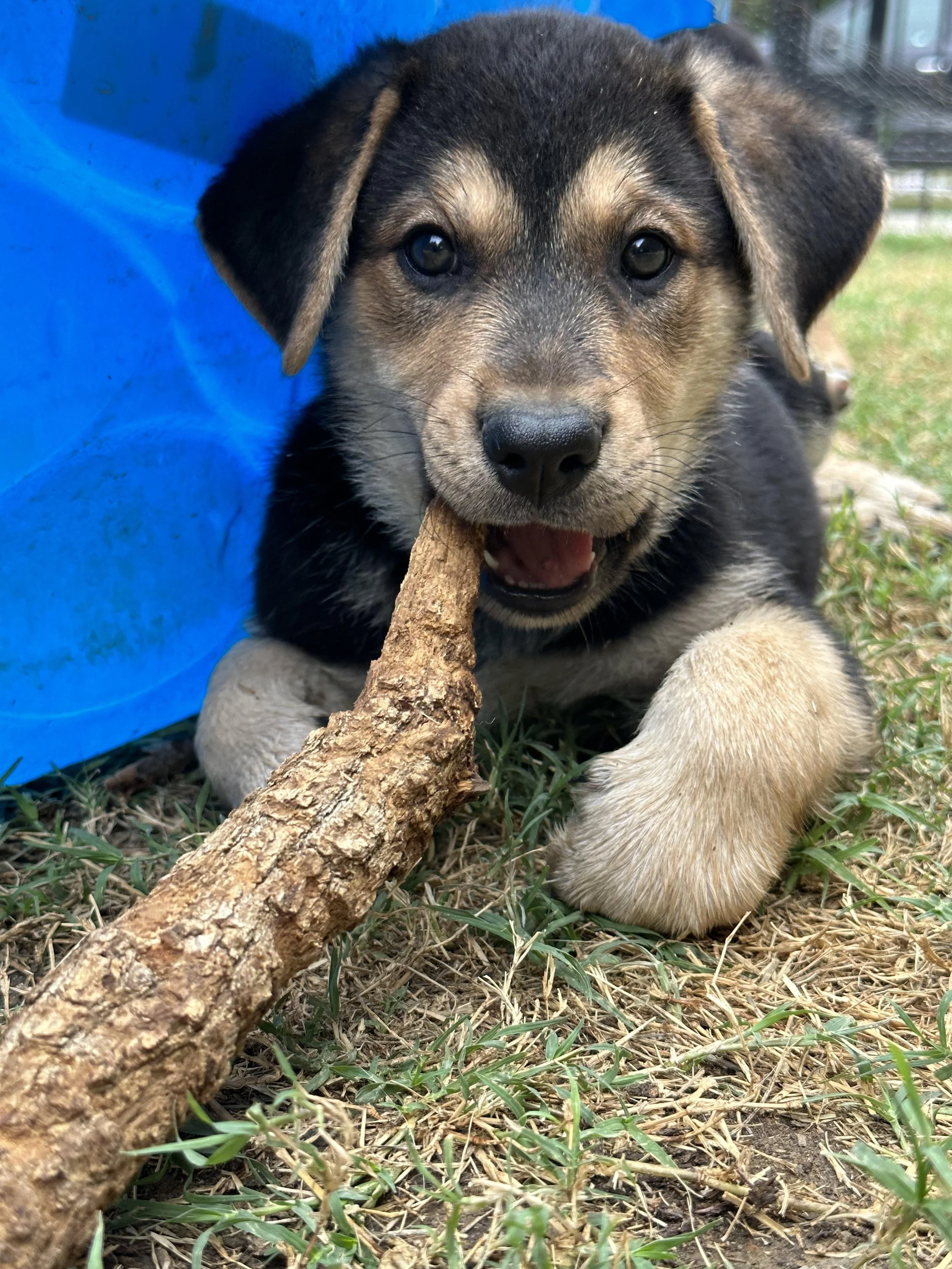 Beagle German Shepherd Husky Mix