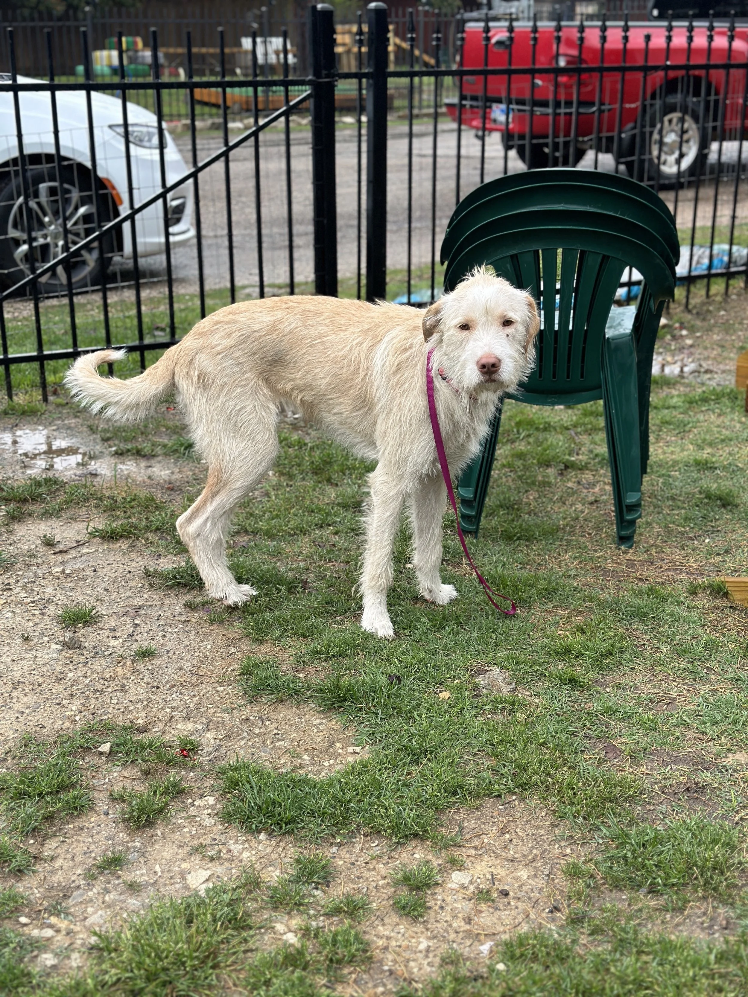 About 1 — Second Chance Dog Rescue Mansfield