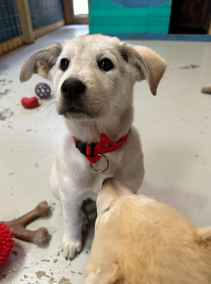 Second Chance Dog Rescue Mansfield