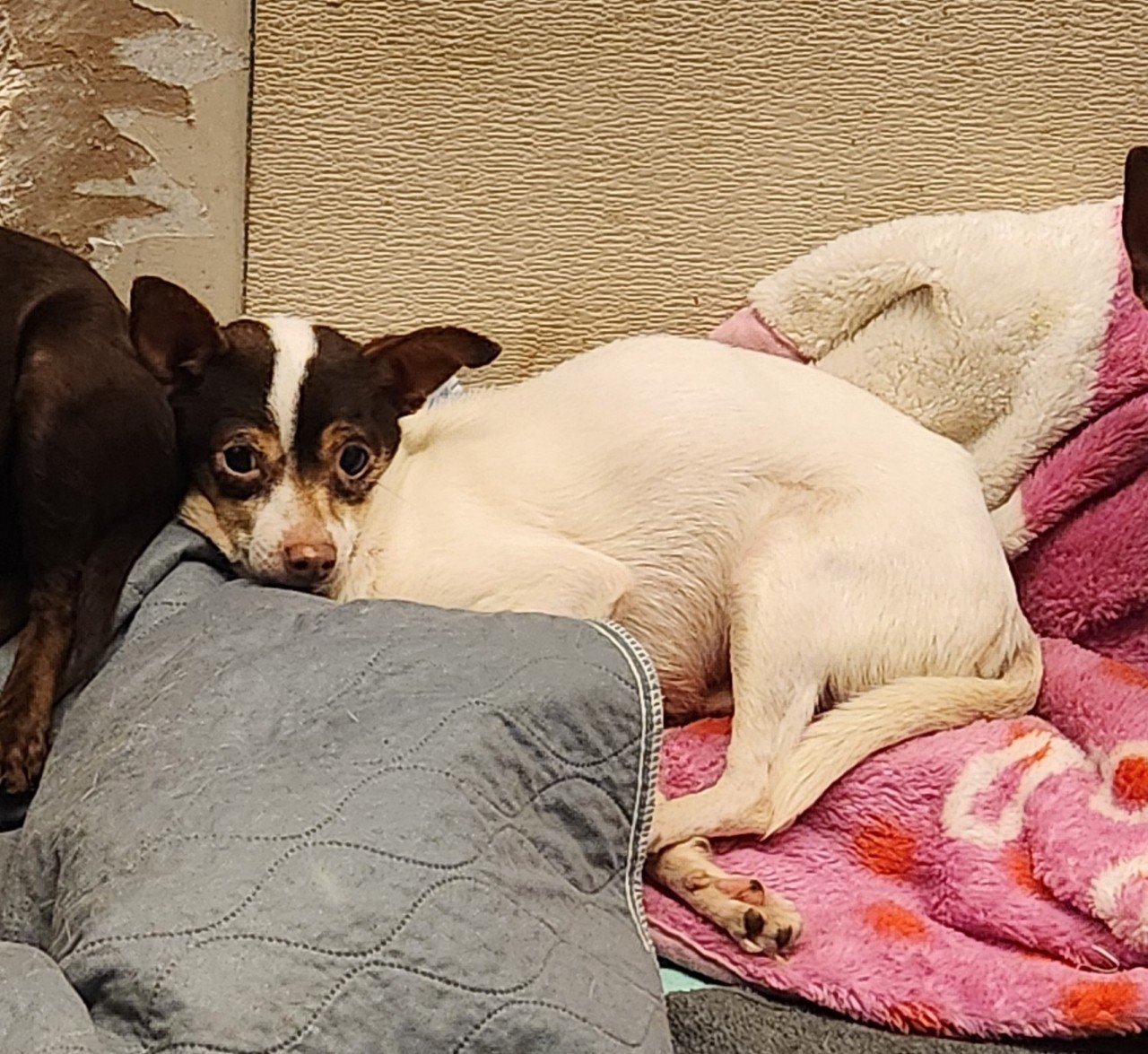 About 1 — Second Chance Dog Rescue Mansfield