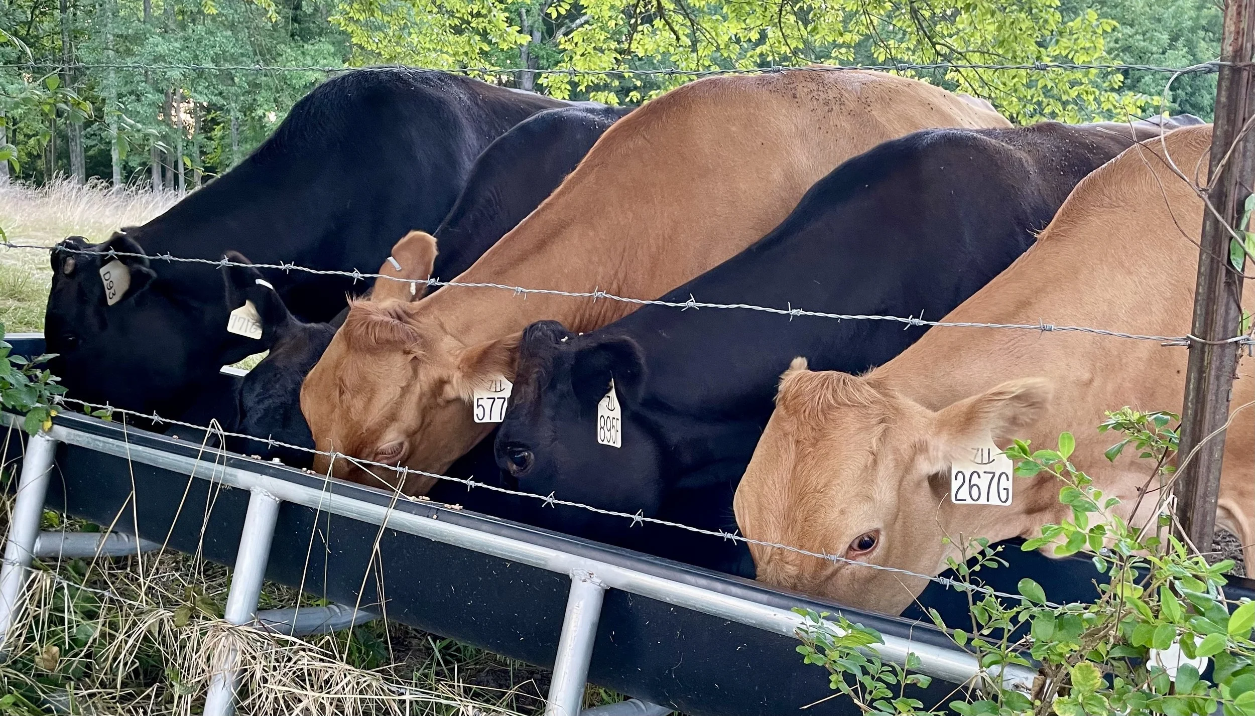 Wagyu Breeds — Willow Creek Wagyu