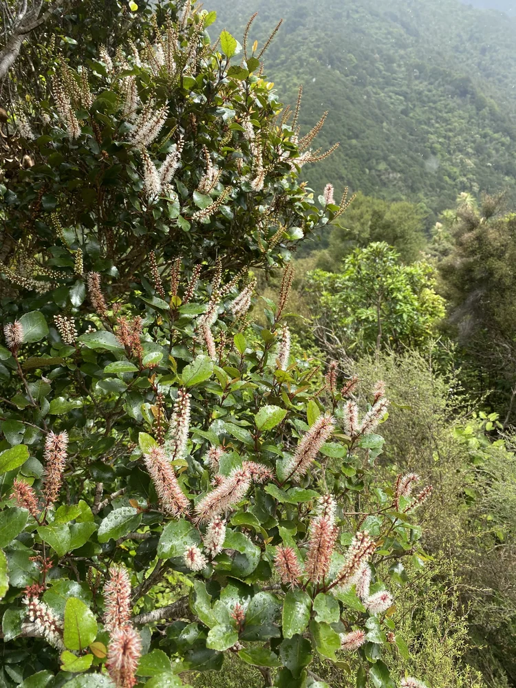 Honey — Hunter Reilly Honey