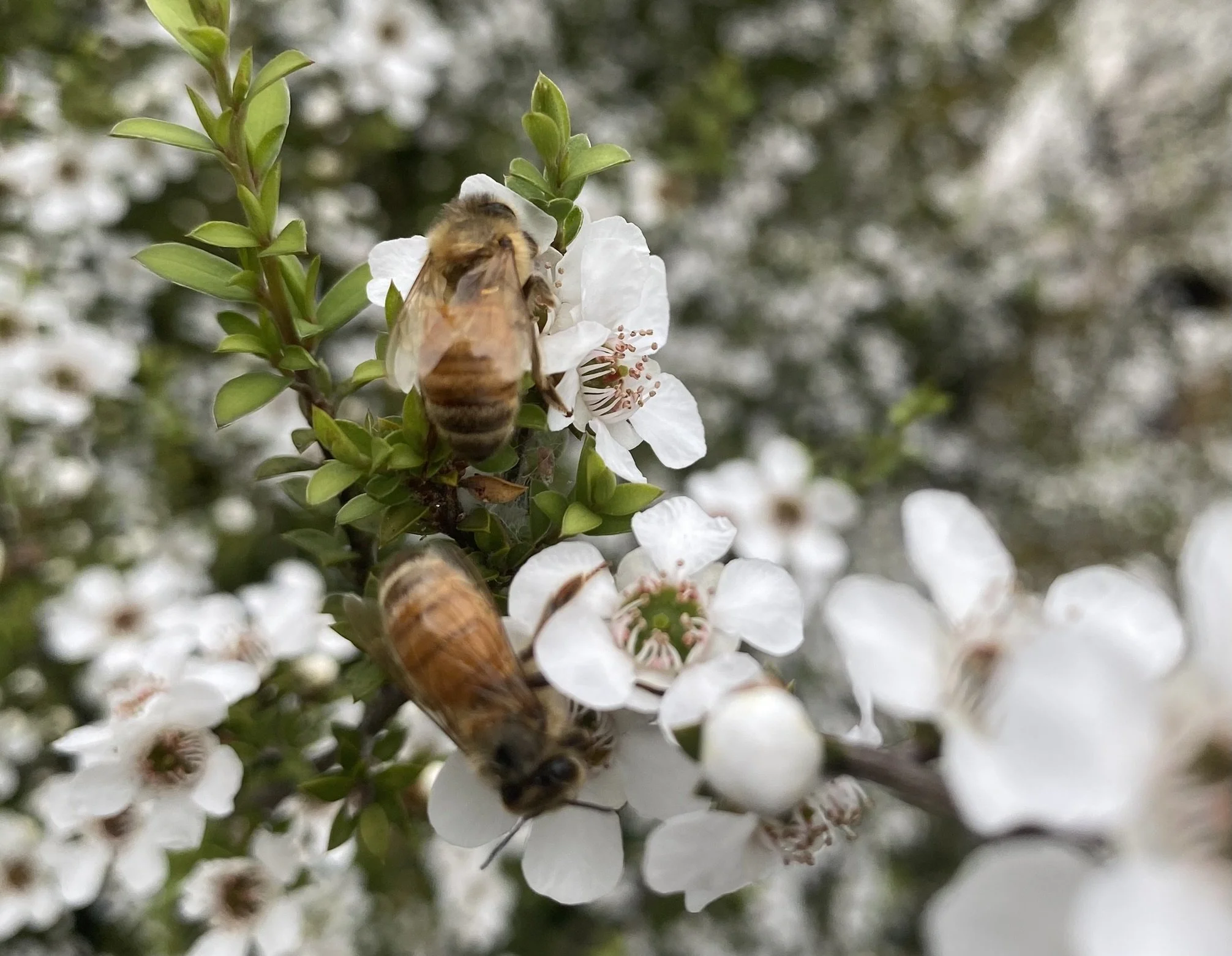 General 2 — Hunter Reilly Honey