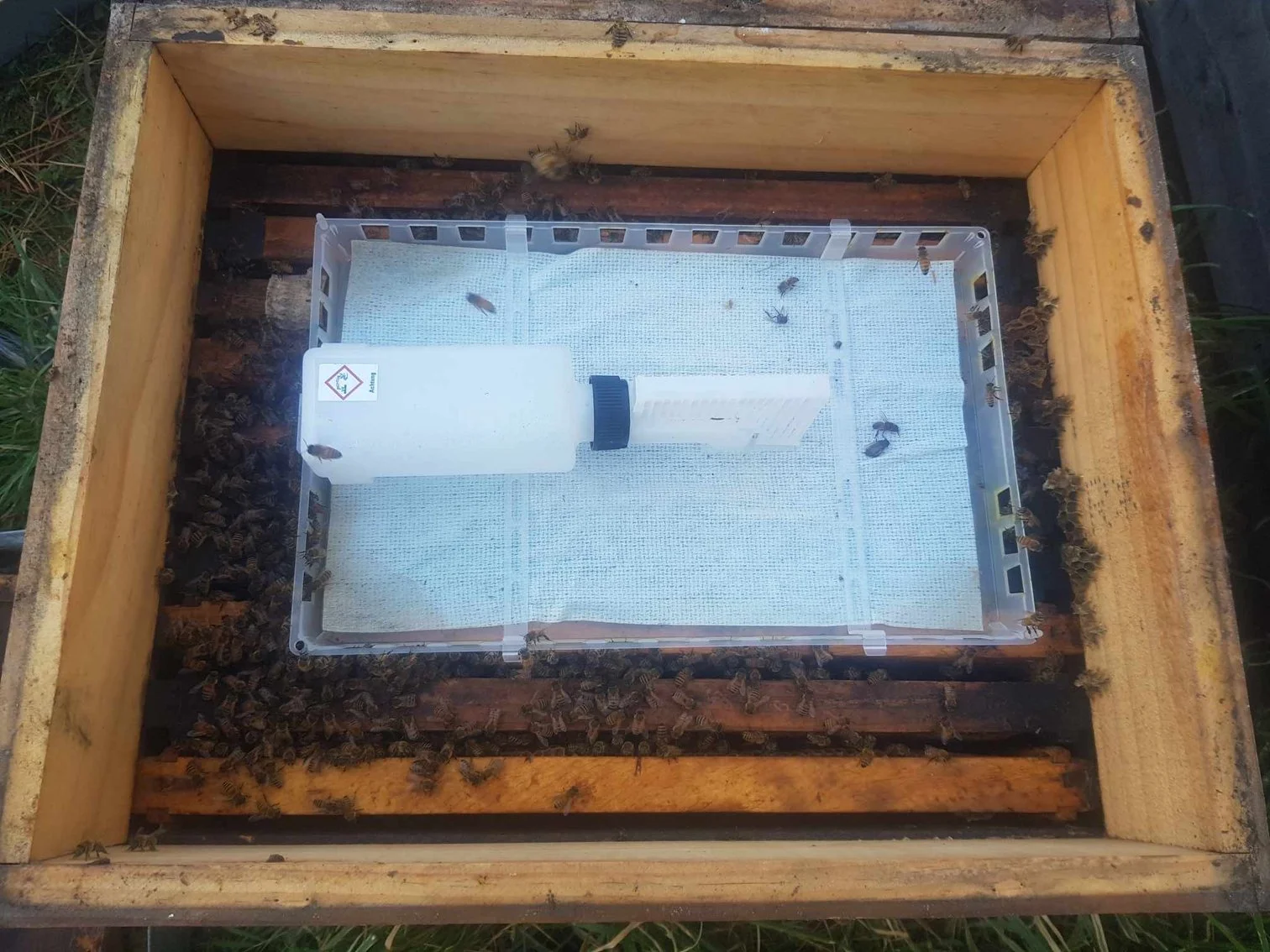 General 1 — Hunter Reilly Honey