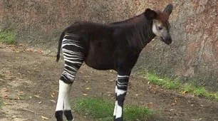 Where to See an Okapi — Okapi Conservation Project