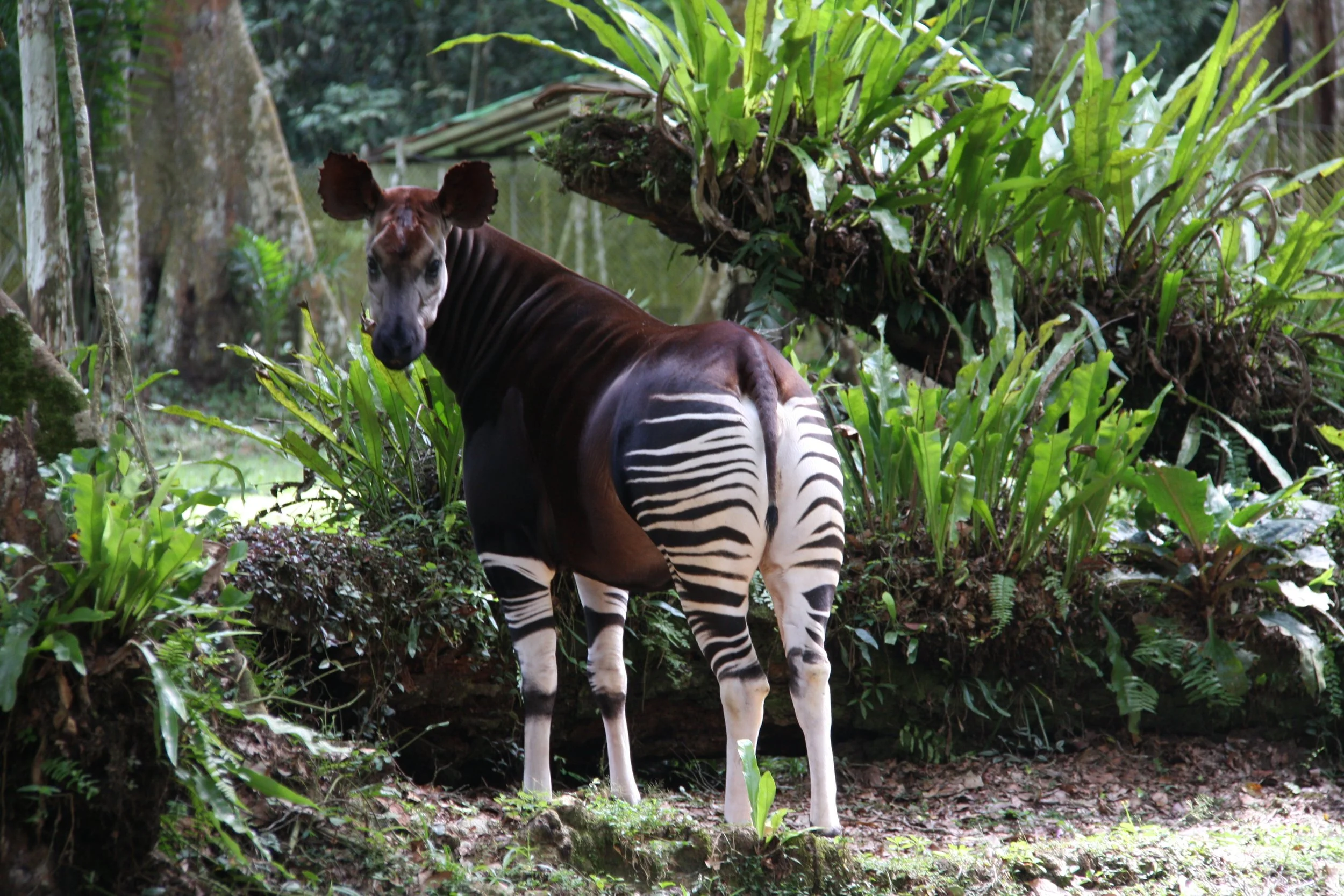 The Okapi — Okapi Conservation Project