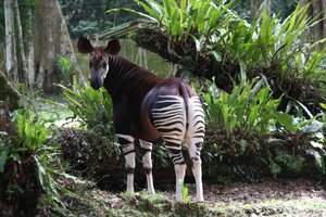 Other Animals of the Reserve — Okapi Conservation Project