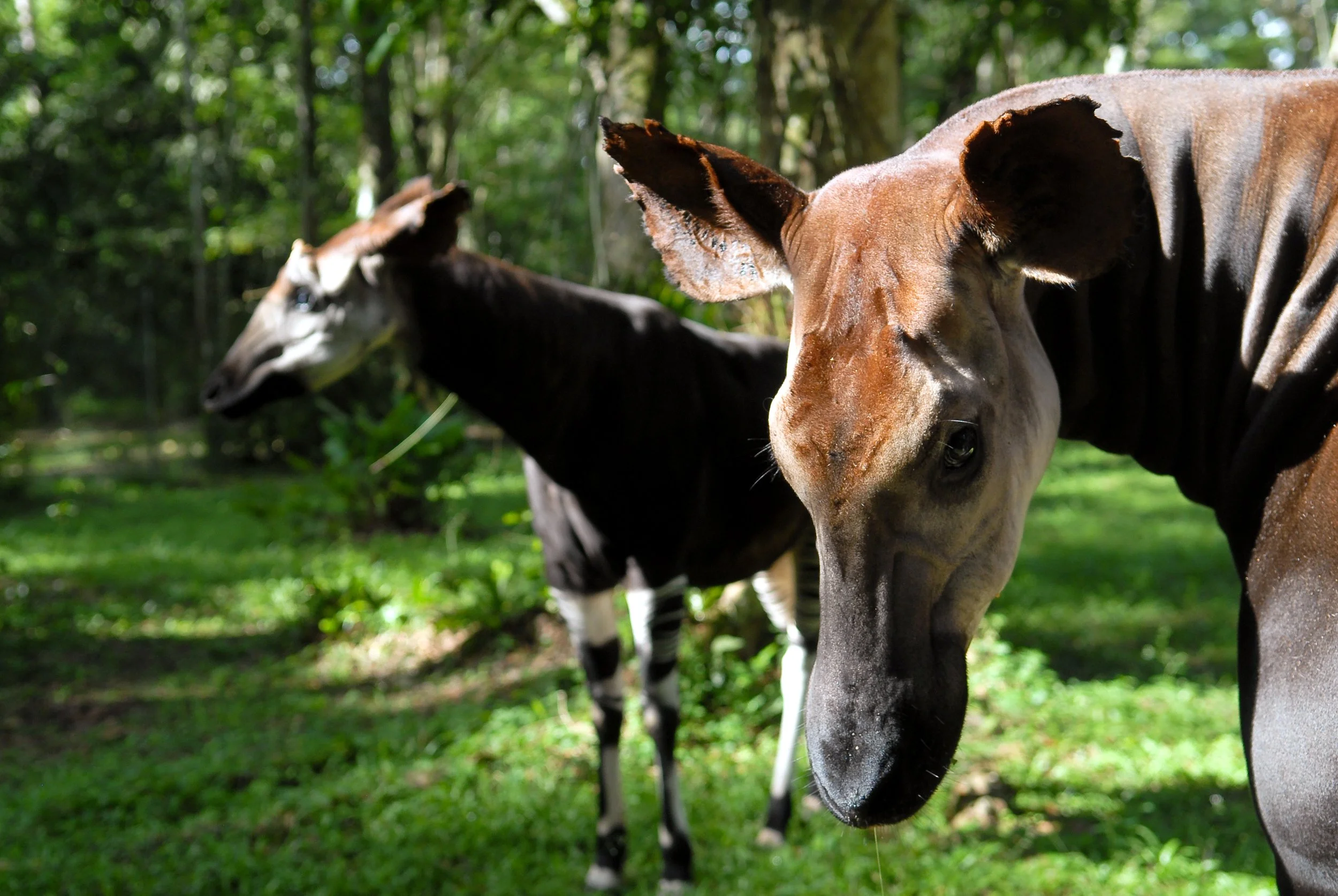 Okapi Conservation Project