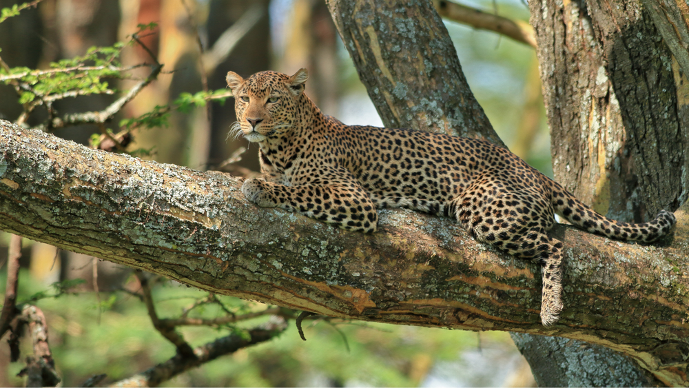 Other Animals of the Reserve — Okapi Conservation Project