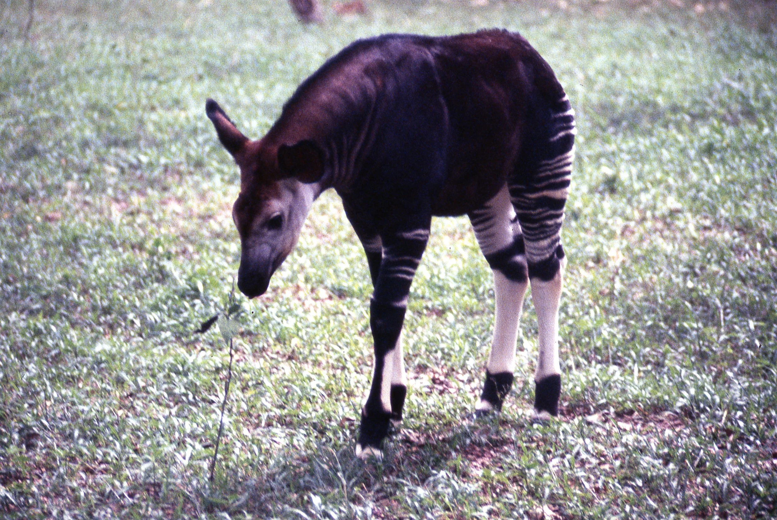 The Okapi — Okapi Conservation Project