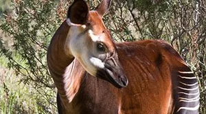 Where to See an Okapi — Okapi Conservation Project