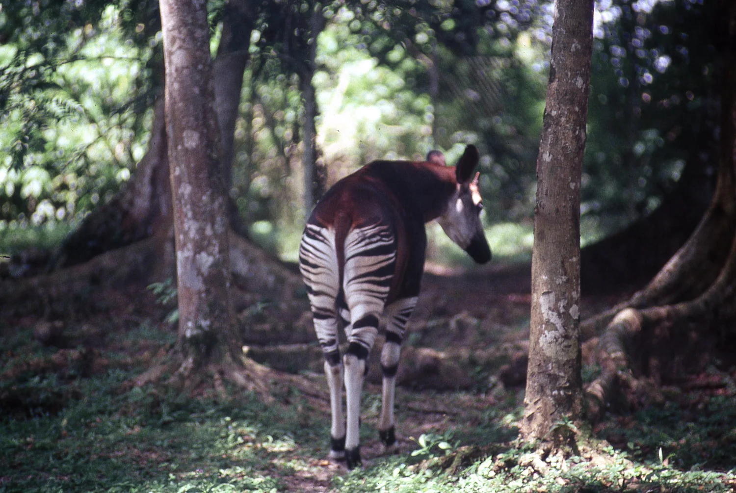 Donate — Okapi Conservation Project