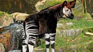 Where to See an Okapi — Okapi Conservation Project