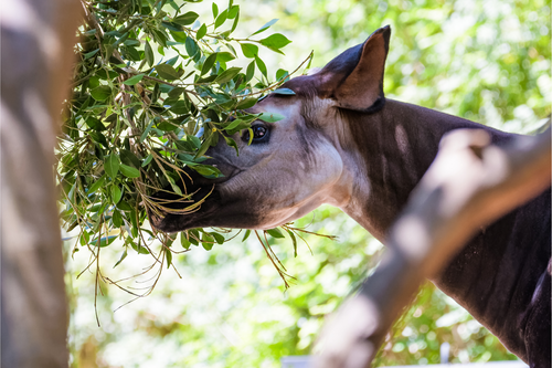 Donate — Okapi Conservation Project
