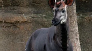 Where to See an Okapi — Okapi Conservation Project