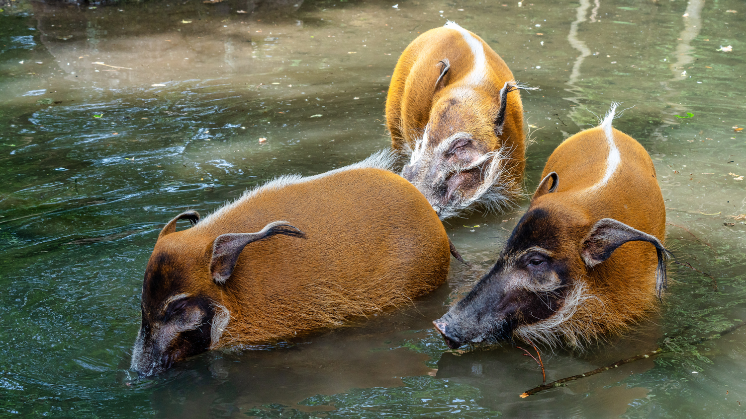 Other Animals of the Reserve — Okapi Conservation Project
