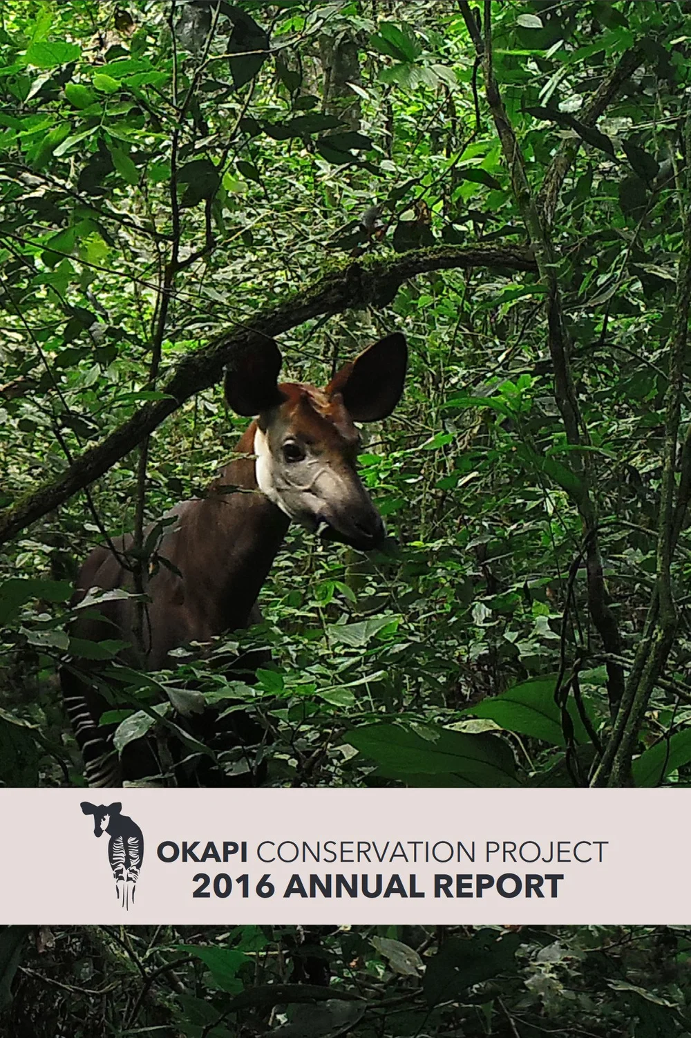 Annual Reports — Okapi Conservation Project