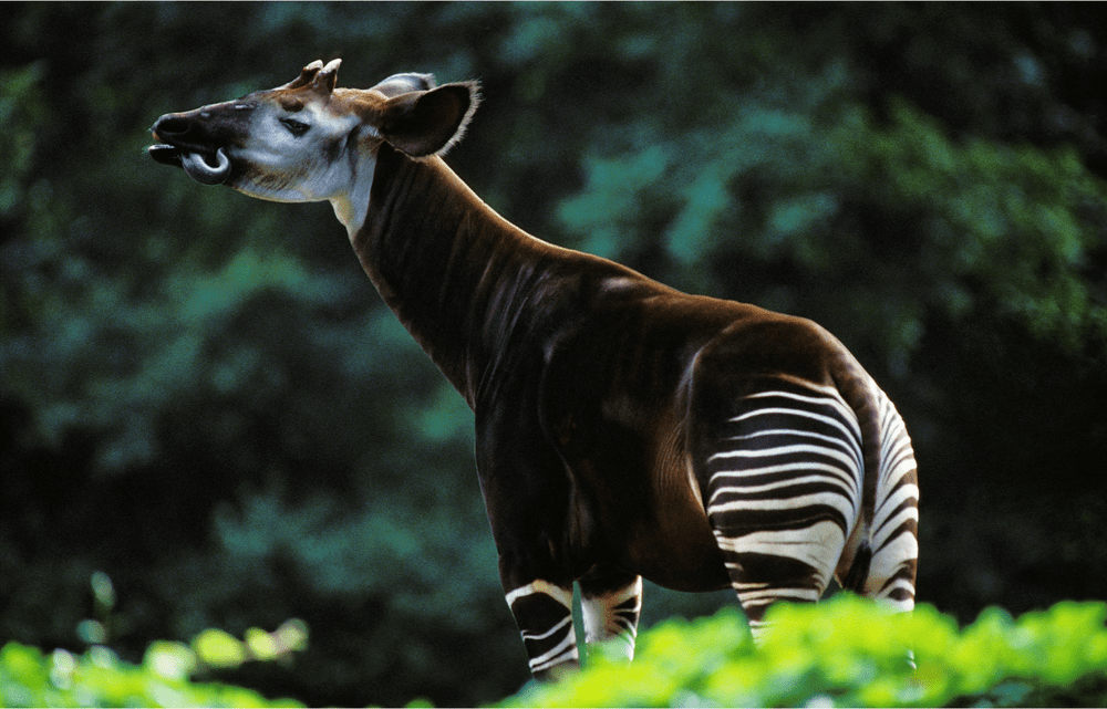 Okapi Conservation Project