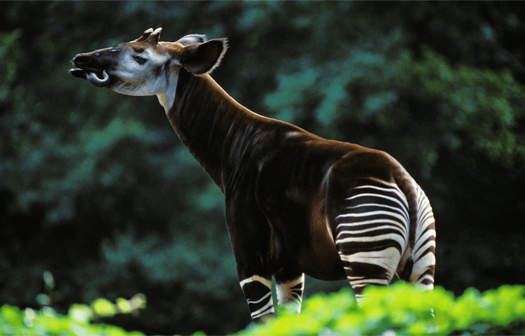 Okapi Conservation Project