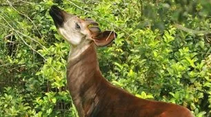Where to See an Okapi — Okapi Conservation Project