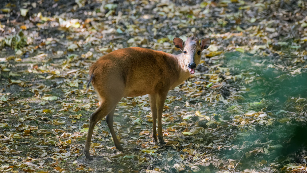 Other Animals of the Reserve — Okapi Conservation Project