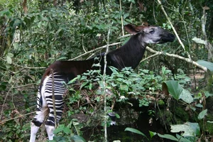 World Okapi Day — Okapi Conservation Project