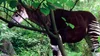 Where to See an Okapi — Okapi Conservation Project