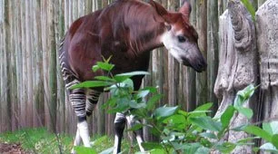 Where to See an Okapi — Okapi Conservation Project