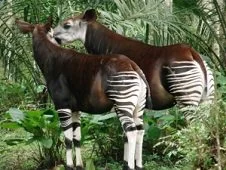Where to See an Okapi — Okapi Conservation Project