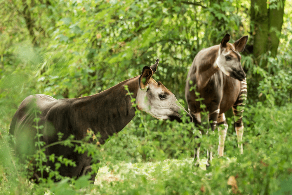 Okapi Conservation Project