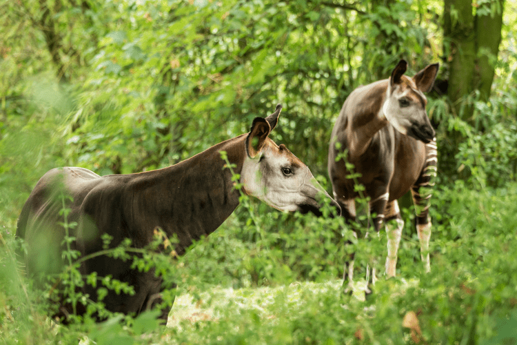 Okapi Conservation Project