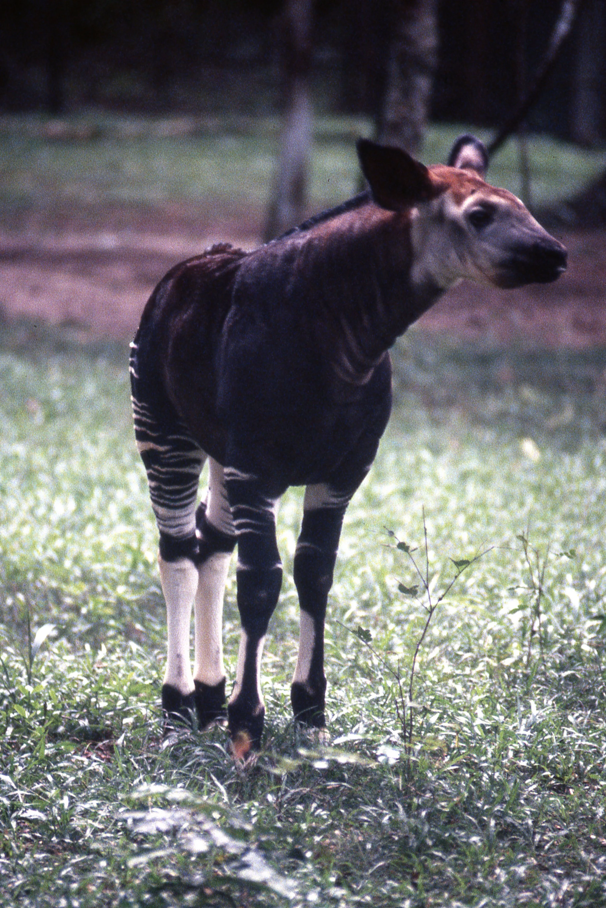 The Okapi — Okapi Conservation Project