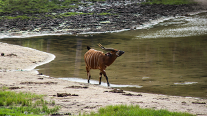 Other Animals of the Reserve — Okapi Conservation Project