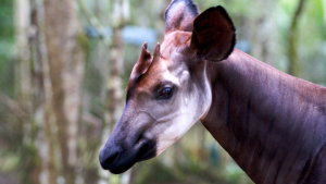 Where to See an Okapi — Okapi Conservation Project