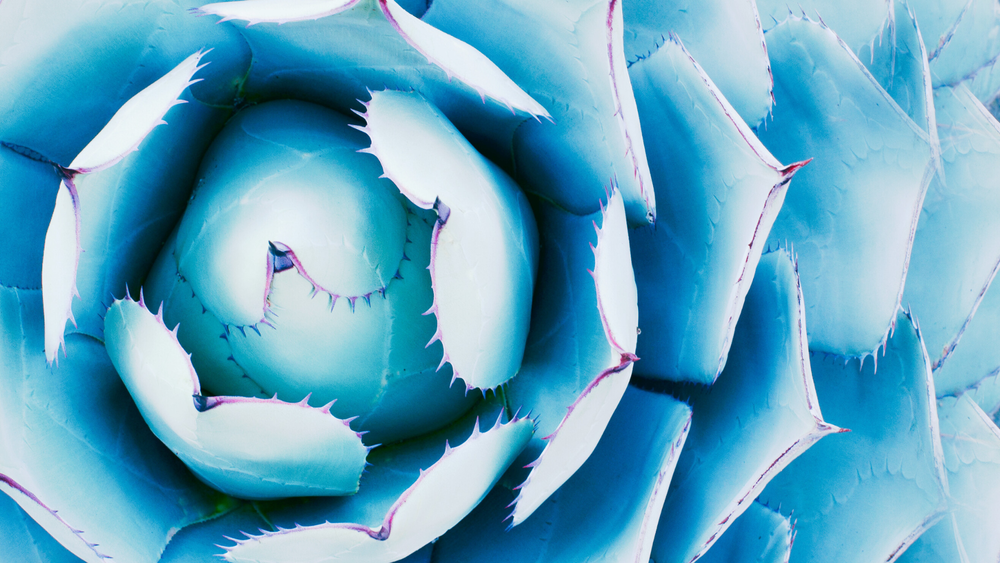 The Art of Allowing: Simple Tools to Let Life Unfold — Live. Like. Eden.