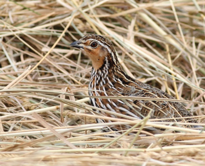 Counting Stubble Quail During Harvest Operations - a Citizen Science ...