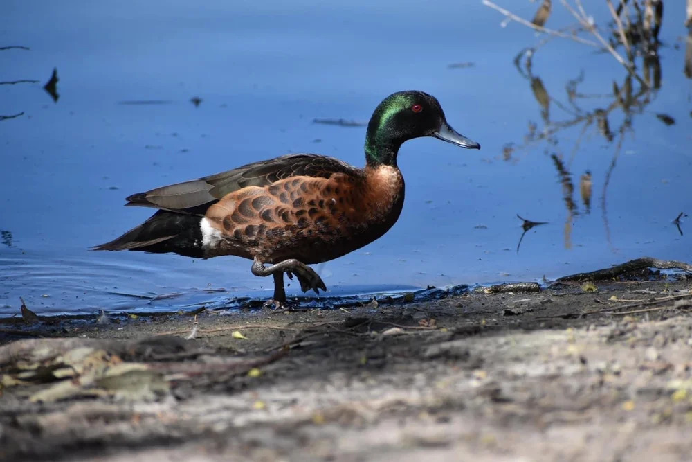 Victorian Duck Season Announced! — CHASA