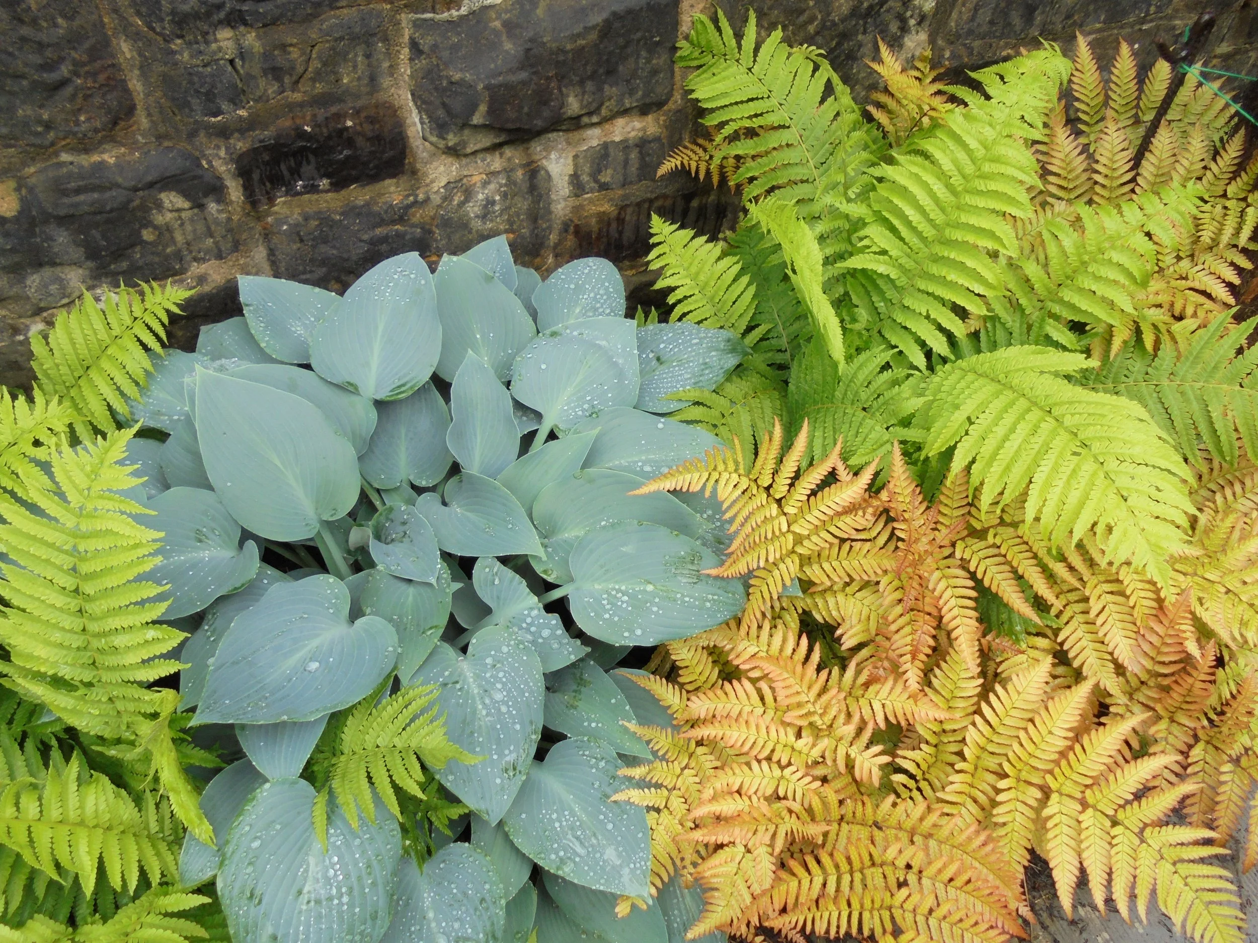 Ferns & Hostas — Orchard Nursery, East Grinstead, Sussex