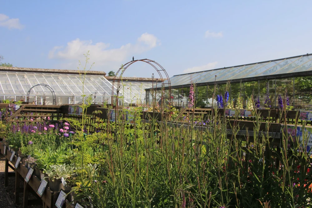 PLANTS — Orchard Nursery, East Grinstead, Sussex