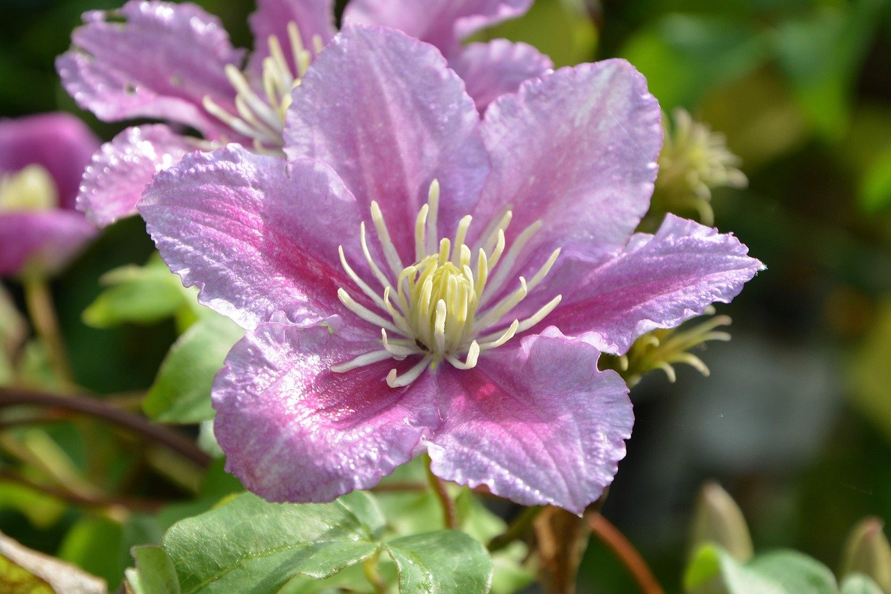 Orchard Nursery, East Grinstead, Sussex