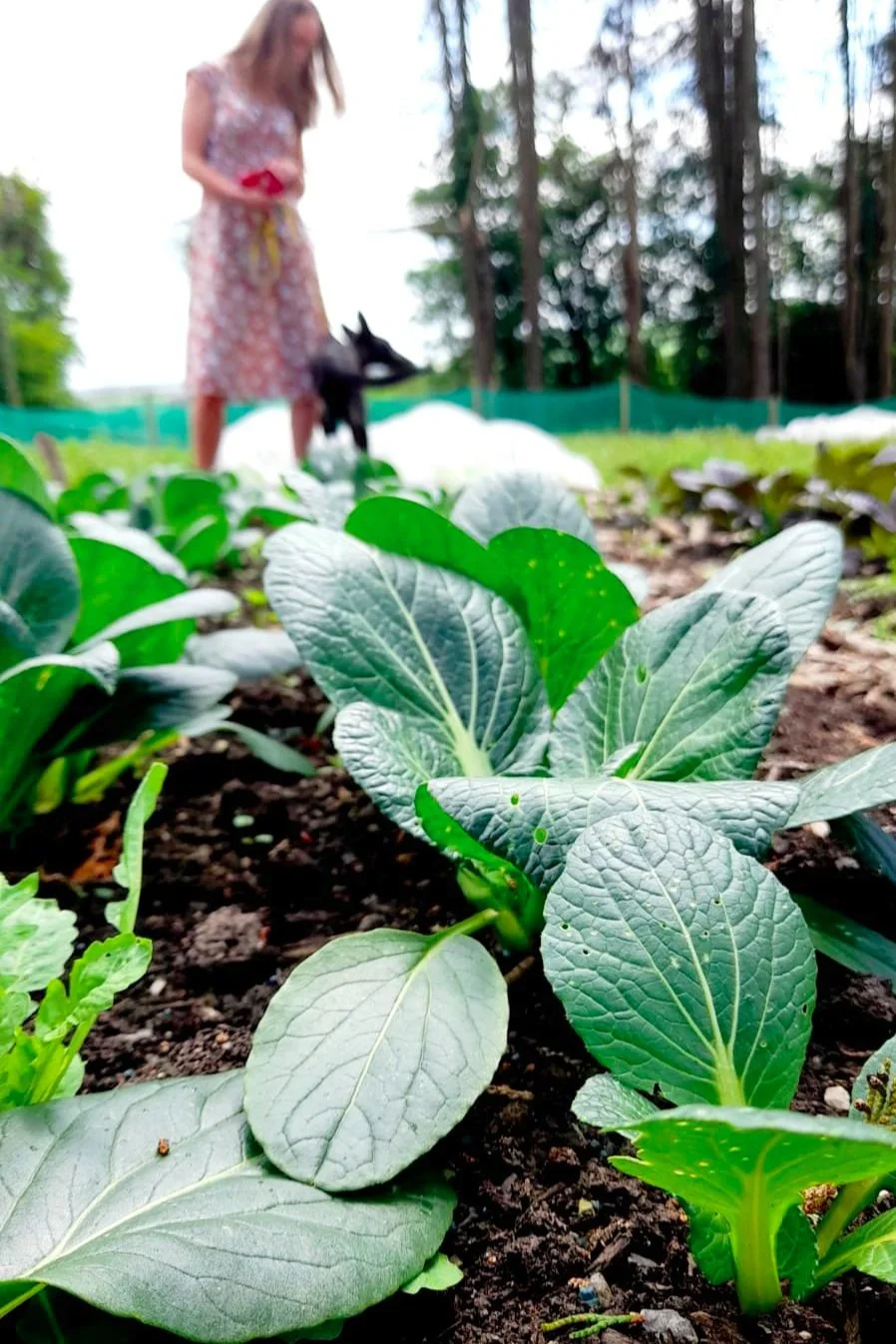 Greenshoots Nutrition