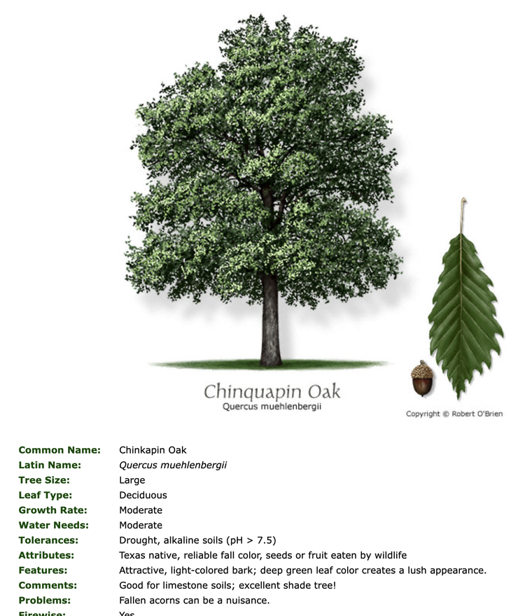 General 4 — Watson Farms Tree Nursery