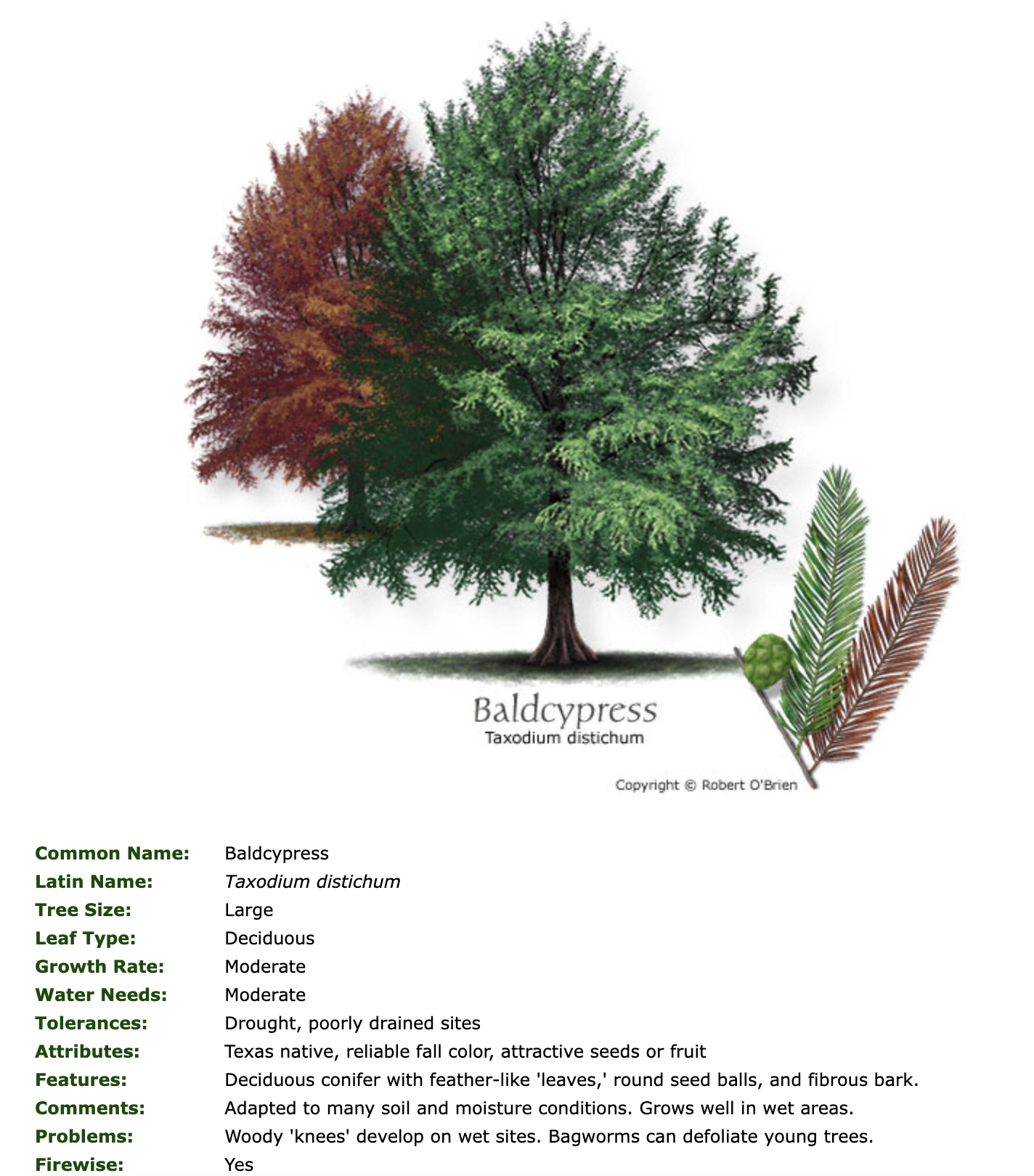 General 4 — Watson Farms Tree Nursery